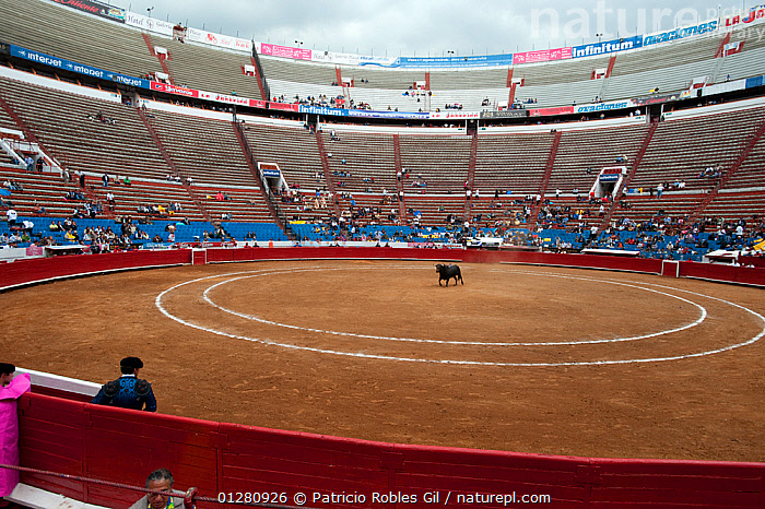 Stock photo of Bull in centre of Bullring, Plaza de Toros, Mexico City ...