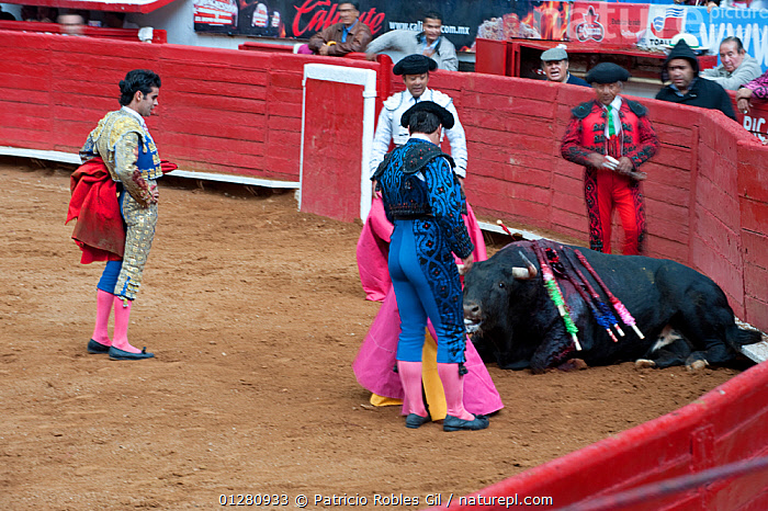 Stock photo of Matador and his cuadrilla surround dying bull at ...