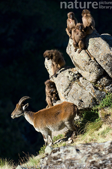 Stock photo of Walia ibex (Capra ibex walie) female with Gelada baboons ...