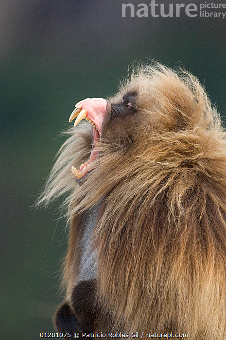 Stock photo of Gelada baboon (Theropitecus gelada) male yawning baring ...