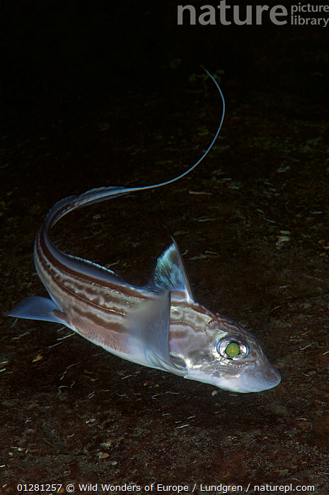 Stock photo of Ratfish / Ghost shark (Chimaera monstrosa ...