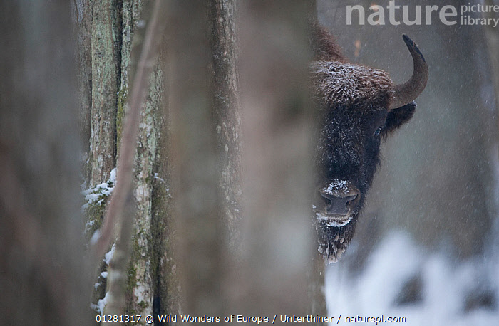 Stock photo of European bison (Bison bonasus) behind tree, Bialowieza ...