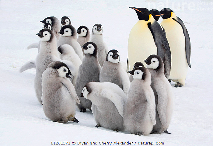 Stock photo of Curious Emperor penguin (Aptenodytes forsteri) chicks ...