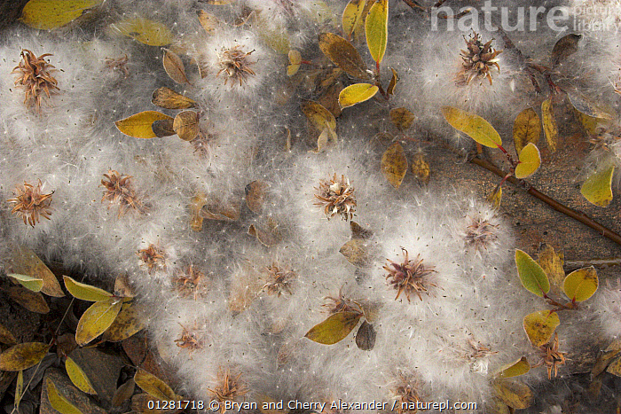 Stock photo of Trailing arctic willow (Salix arctophila) in the autumn ...