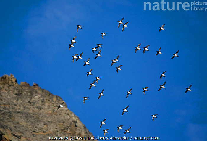 Stock photo of Little auks (Alle alle) in flight, demonstrating their ...