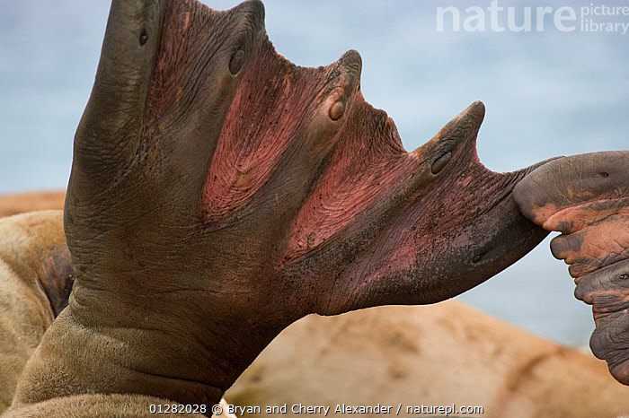 Stock photo of Rear flipper and toenails on a young bull Walrus ...