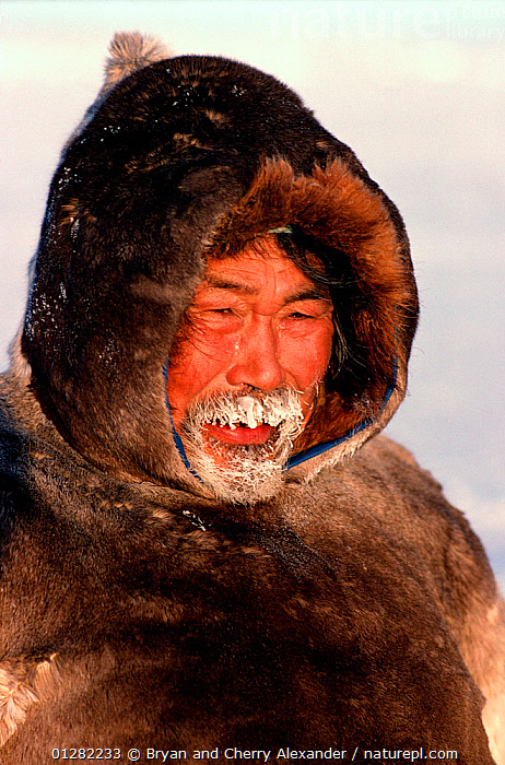 Stock photo of Inuit hunter with breath frozen into his beard in the ...