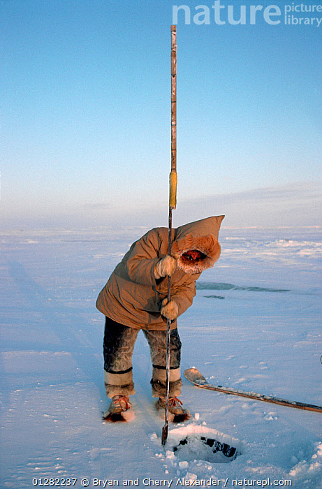 Stock photo of Inuit hunter using ice chisel to make hole in sea ice ...