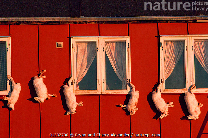 Stock photo of Inuit home with dead Arctic hares (Lepus arcticus ...