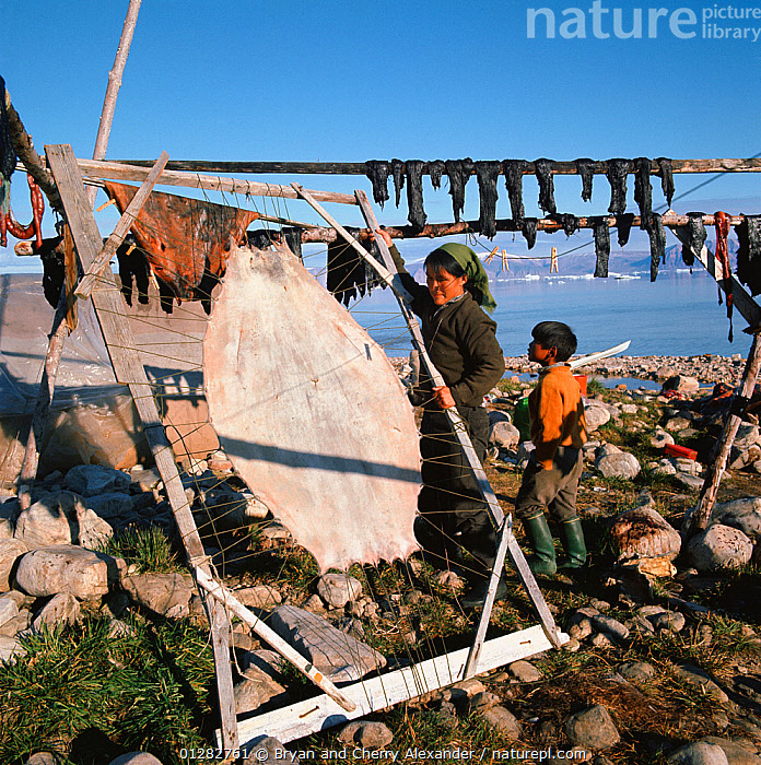 Stock photo of Inuit woman with sealskin on drying frame at summer camp ...