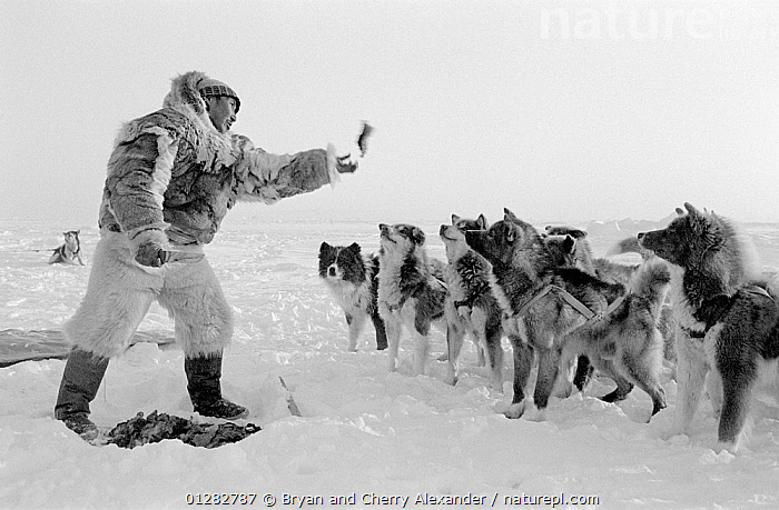 Stock photo of Inuit hunter feeding raw seal meat to team of Huskies ...
