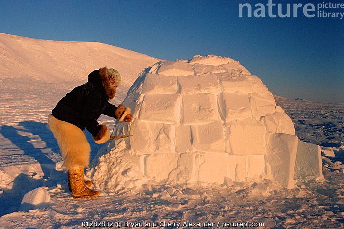 Stock photo of Inuit hunter putting finishing touches to igloo ...