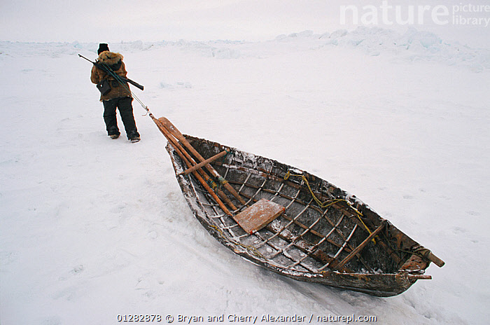 Stock photo of Chukchi hunter dragging Baidarka (Walrus skin boat ...