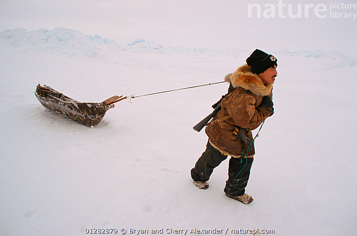 Stock photo of Chukchi hunter dragging Baidarka (Walrus skin boat ...