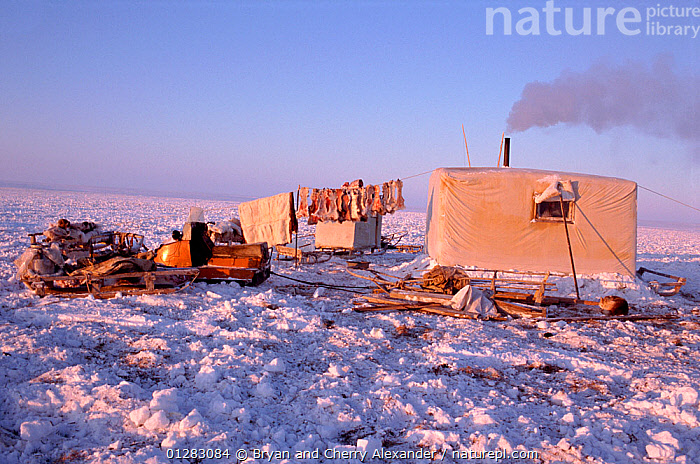 Stock photo of Dolgan reindeer / caribou herder's balok (wooden hut ...