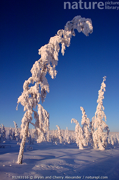 Stock photo of Snow covered Larch trees (Larix genus) in winter ...