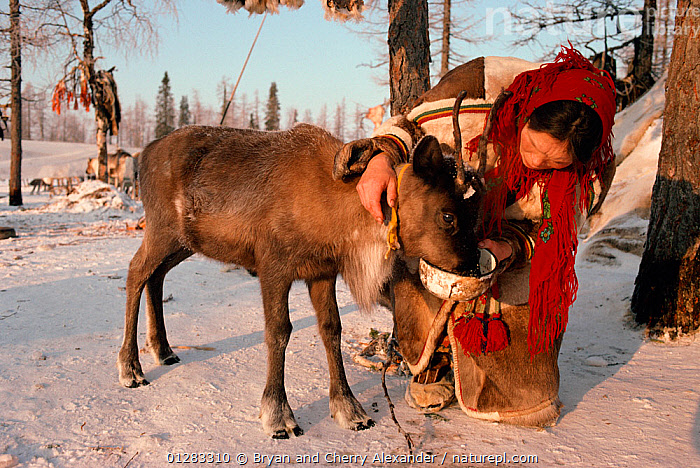 Stock photo of Nenets woman feeding boiled fish to young weak Reindeer ...