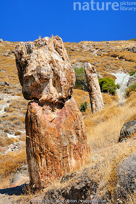 Stock photo of Two petrified trees from Miocene era c. 20 mya. Lesbos ...