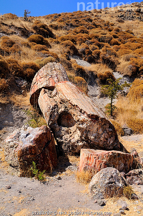 Stock photo of Petrified tree trunk from Miocene era c. 20 mya broken ...
