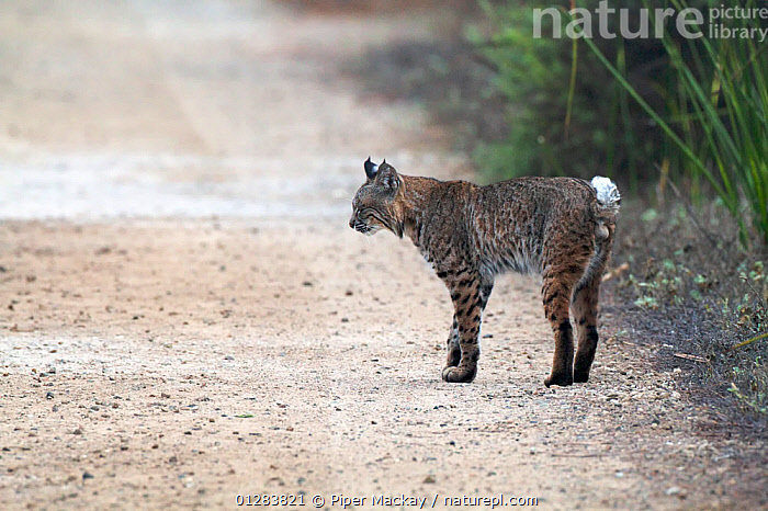 Stock photo of Bobcat (Felis rufus) standing on track with back turned ...