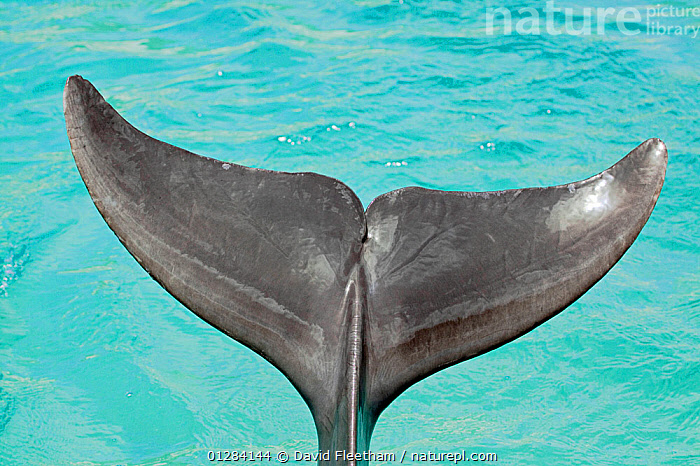 Stock photo of Tail fluke of Bottlenose Dolphin (Tursiops truncatus ...