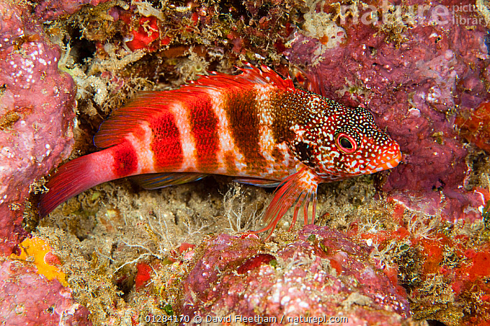 Stock photo of Redbar hawkfish (Cirrhitops fasciatus) on reef, Hawaii ...