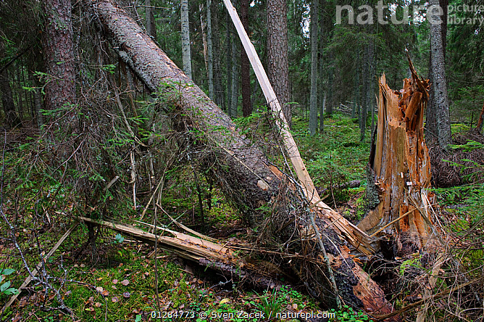 Stock photo of Fallen conifer trees in boreal forest, Estonia ...