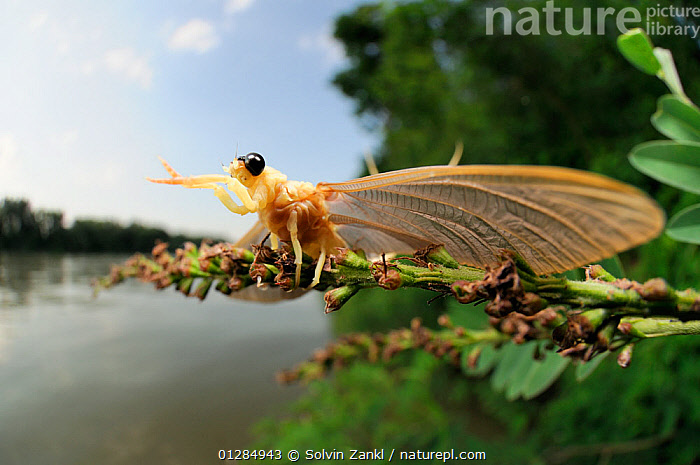 Stock photo of Immediately after hatching from their aquatic larval ...