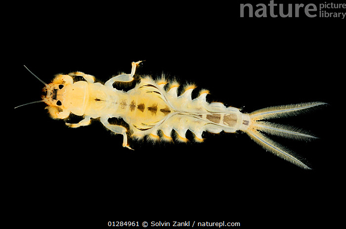 Stock photo of Aquatic larva of the Long-tailed / Tisza mayfly ...