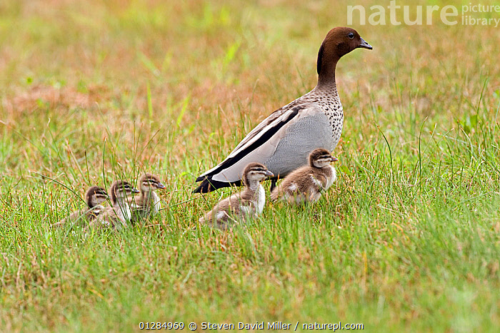 Stock photo of Australian Wood / Maned Goose (Chenonetta jubata)male ...