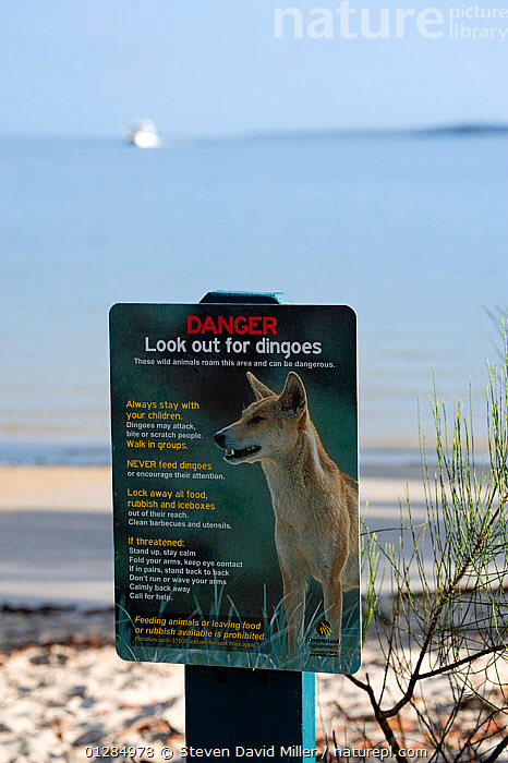 Stock photo of Sign warning visitors of the danger Dingo may cause ...