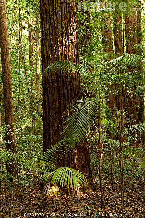 Stock photo of Satinay turpentine tree (Syncarpia hillii) Central ...