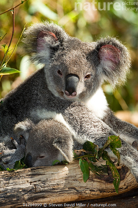 Stock photo of Female Koala (Phascolarctos cinereus) and young joey (9 ...