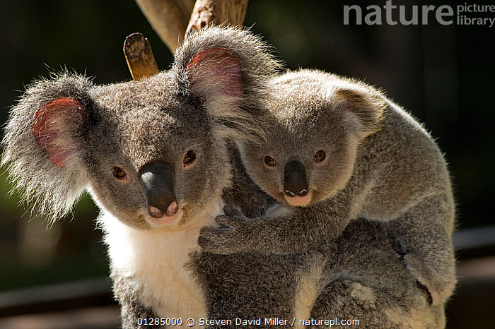 Stock photo of Female Koala ( Phascolarctos cinereus) carrying young ...