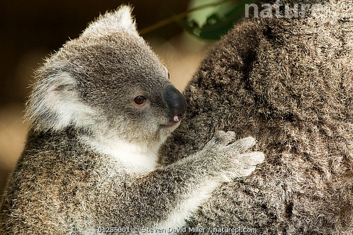 Stock photo of Juvenile Koala ( Phascolarctos cinereus) 9 months of age ...