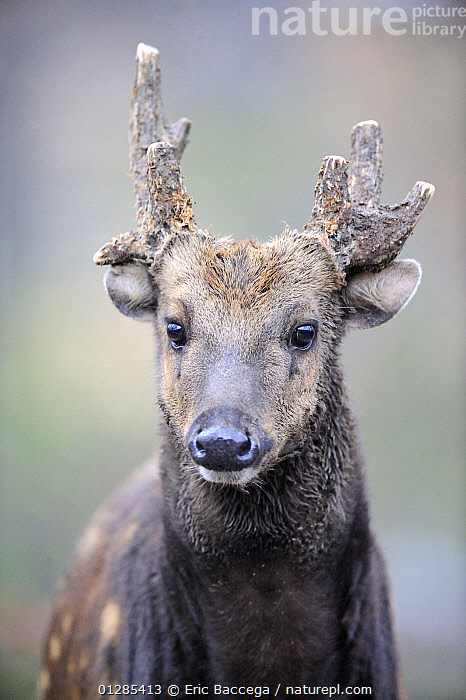 Stock photo of Head portrait of male Philippine spotted deer (Cervus ...