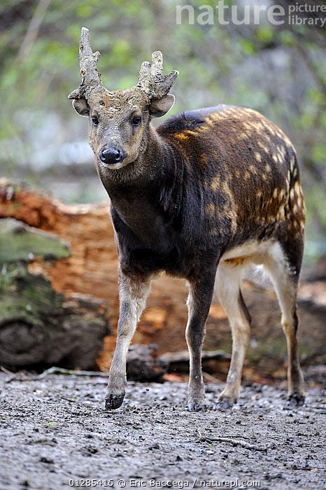 Stock photo of Portrait of male Philippine spotted deer (Cervus alfredi ...