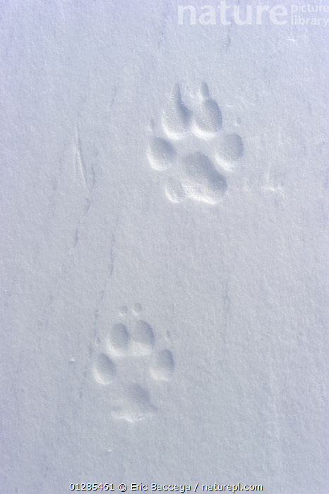 Stock photo of Footprint of Arctic wolf (Canis lupus arctos) Banks ...