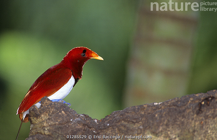Stock photo of Male King bird of paradise (Cicinnurus regius) in the ...