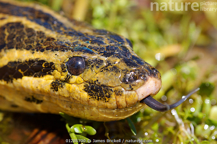 Stock photo of Yellow anaconda (Eunectes notaeus ) in the Iberia ...