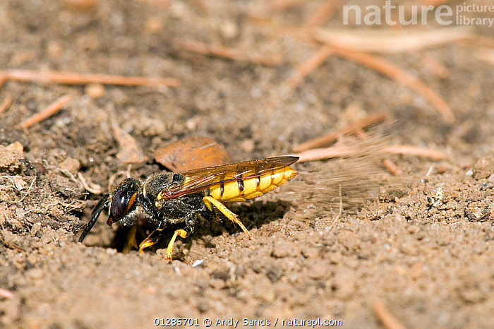 Stock photo of Bee killer wasp / Beewolf (Philanthus triangulum) male ...