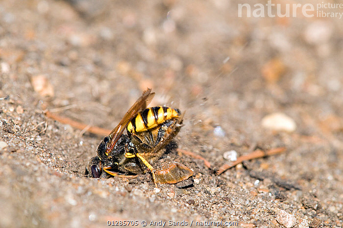 Stock photo of Bee killer wasp / Beewolf (Philanthus triangulum) female ...
