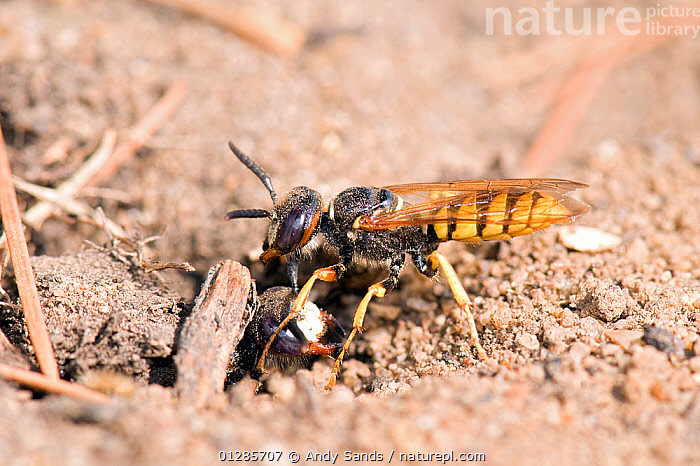 Stock photo of Bee killer wasp / Beewolf (Philanthus triangulum) male ...