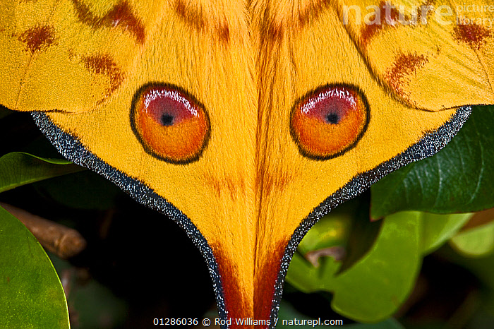 Stock photo of Male Comet Moth / Madagascan Moon Moth (Argema mittrei ...