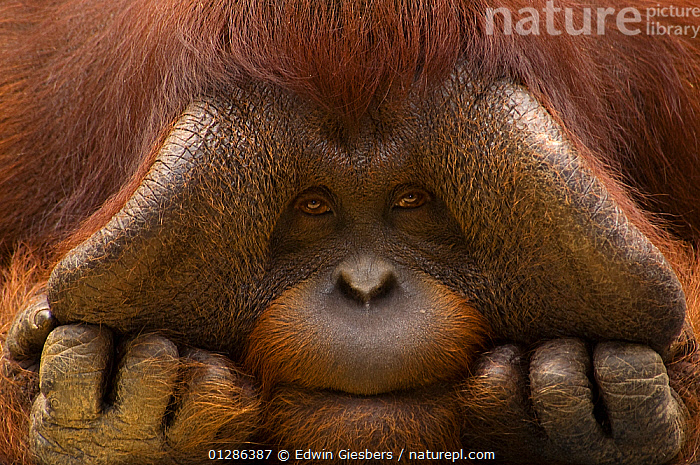Stock photo of Close up face portrait of male Orang Utan (Pongo ...