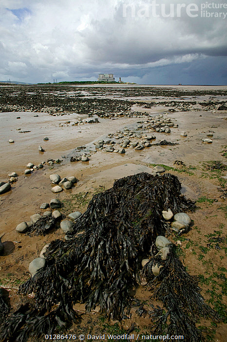 Stock photo of Ancient peat forest, covered in seaweed, with ...