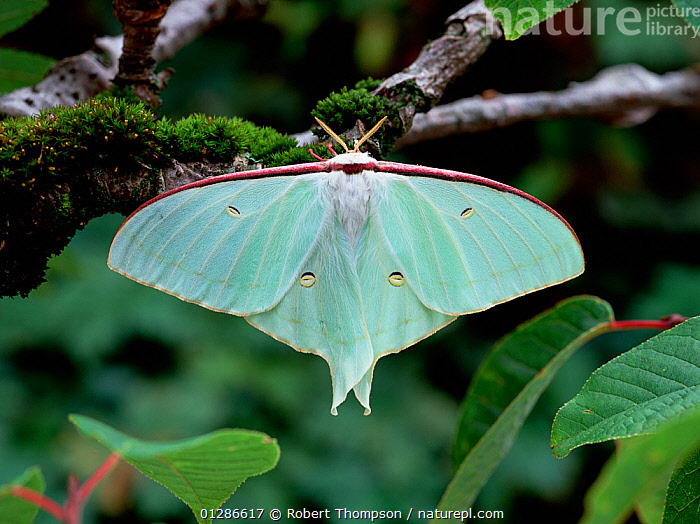Stock photo of Moon moth (Actias artemis). Available for sale on www ...