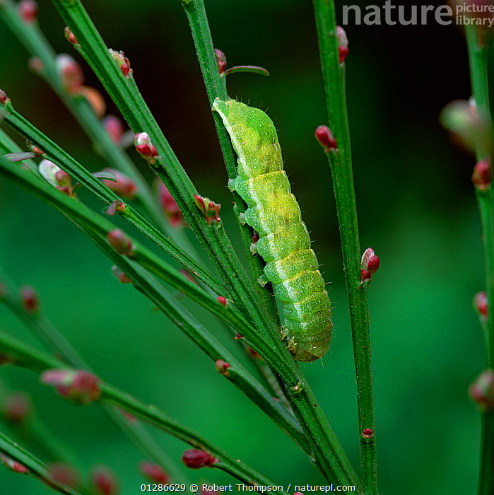 Stock photo of Caterpillar larva of Angle shades moth (Phlogophora ...