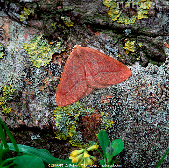 Stock photo of Barred red moth (Hylaea fasciaria) Dundrum, County Down ...