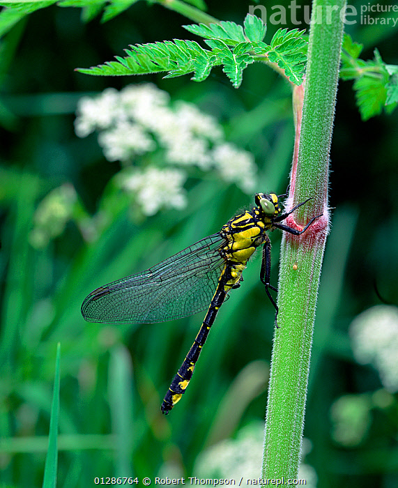 Stock photo of Club-tailed dragonfly (Gomphus vulgatissimus) male, on ...